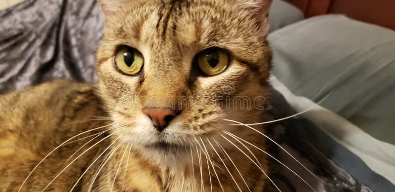 Staring cat stock photo. Image of kitten, animal, staring - 164012766