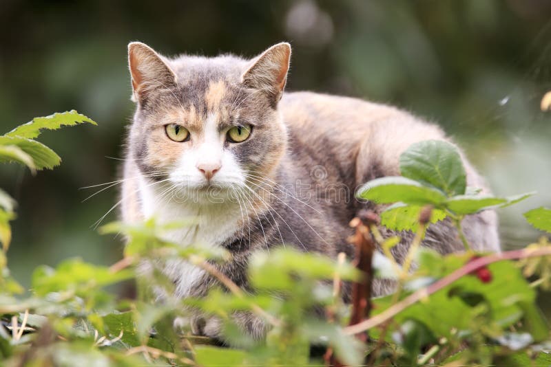 Staring Cat stock image. Image of large, attitude, stare - 45238977