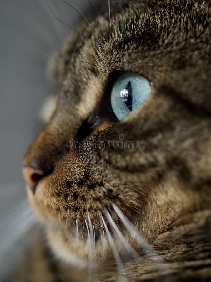 Staring cat stock image. Image of beauty, staring, tabby - 209316183