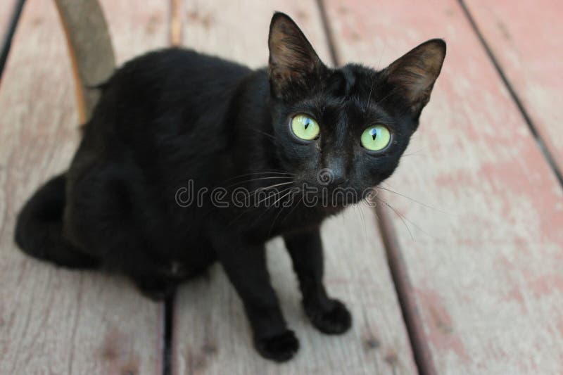 Staring Cat Under Restaurant Table Stock Image - Image of blackcat ...