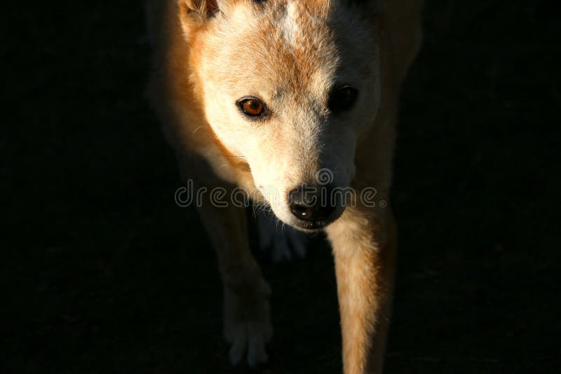 Wild Dog stalking stock image. Image of botswana, fierce - 22186355