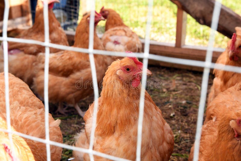 Staring Chicken stock image. Image of farming, natural - 95942073