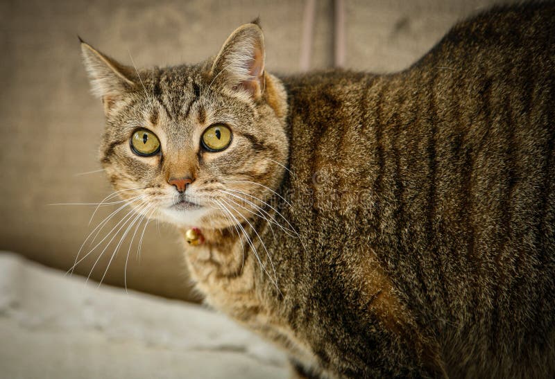 Staring eyes stock image. Image of isolated, looking - 43397777