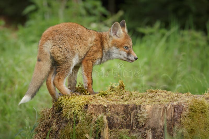 Staring fox stock image. Image of adorable, natural, hunt - 41180099
