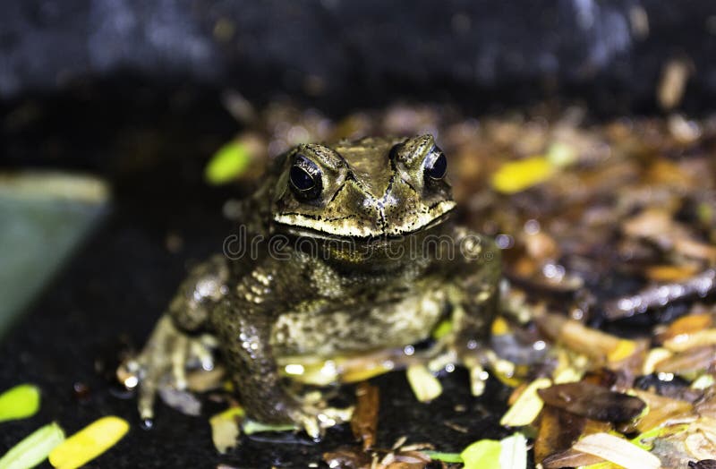 Frog staring at moon stock photo. Image of looking, animal - 6636626