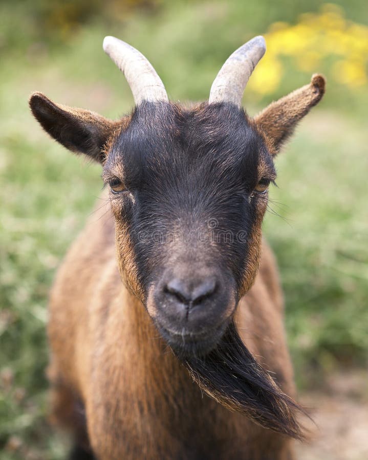 Staring Goat stock image. Image of mammal, head, animal - 31642295