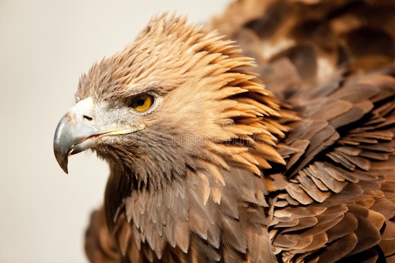 Golden Eagle Face