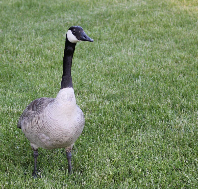 Staring Goose stock image. Image of goose, birds, wildlife - 31449751