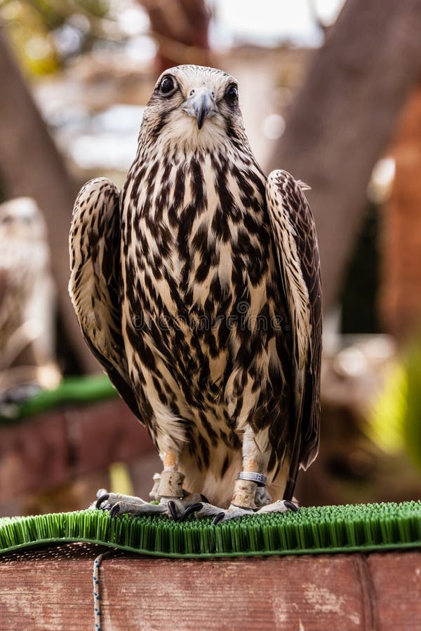 Staring hawk stock photo. Image of head, harrier, flight - 31391144