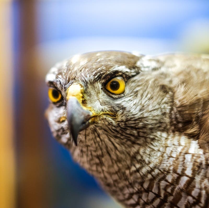 Staring Hawk Stock Images - Download 1,037 Royalty Free Photos