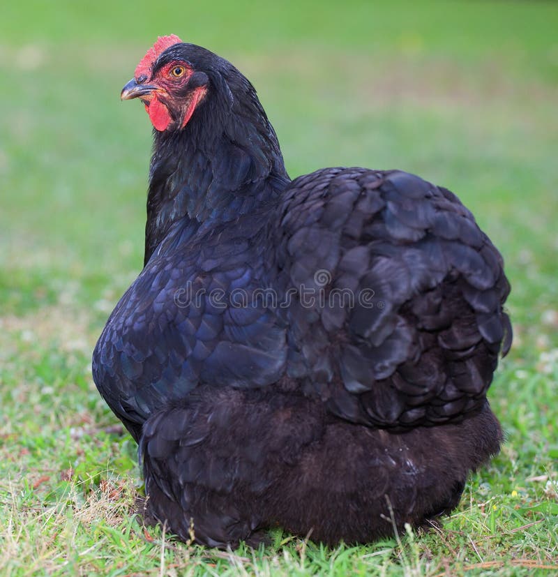 Staring hen stock image. Image of stare, farm, animal - 48474073