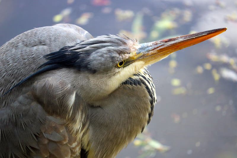Staring heron stock photo. Image of view, bird, crouch - 91615814