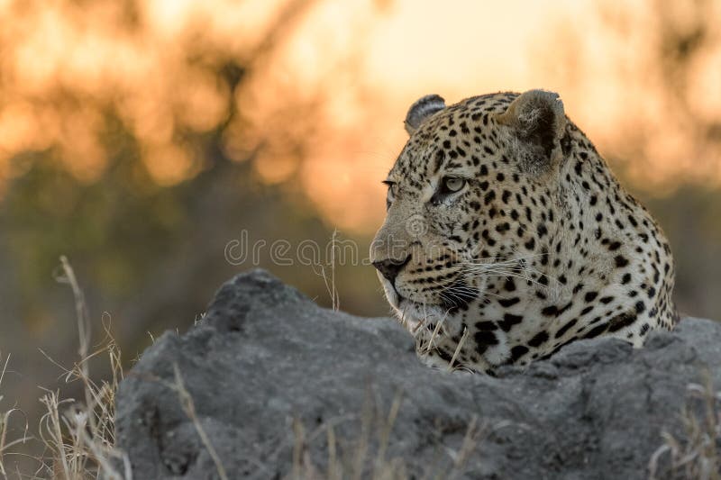 Staring Leopard stock photo. Image of sitting, veld - 100206676