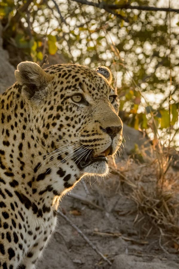 Staring Leopard stock photo. Image of nature, game, mammals - 100206676