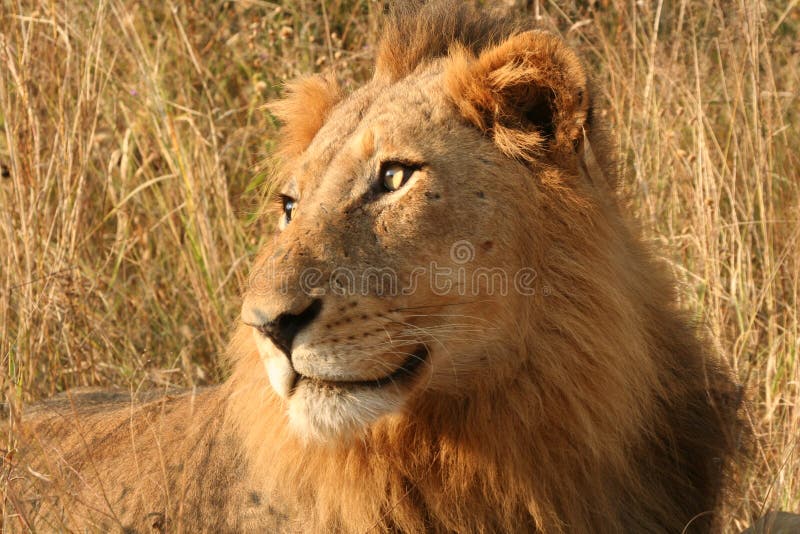 Staring Lion stock image. Image of african, glare, intimidate - 3435245
