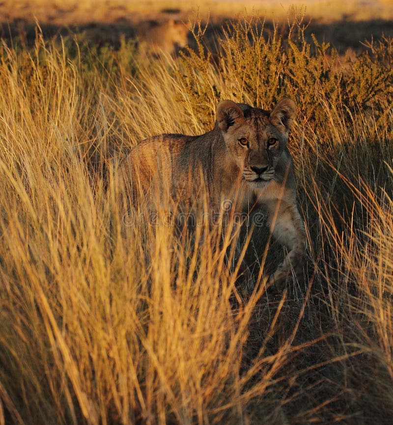 Staring lioness stock image. Image of animal, wild, staring - 36644479