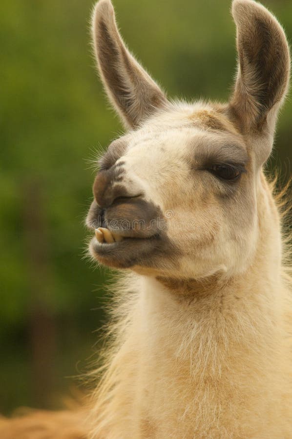 Staring Llama stock photo. Image of staring, animal, white - 9958580