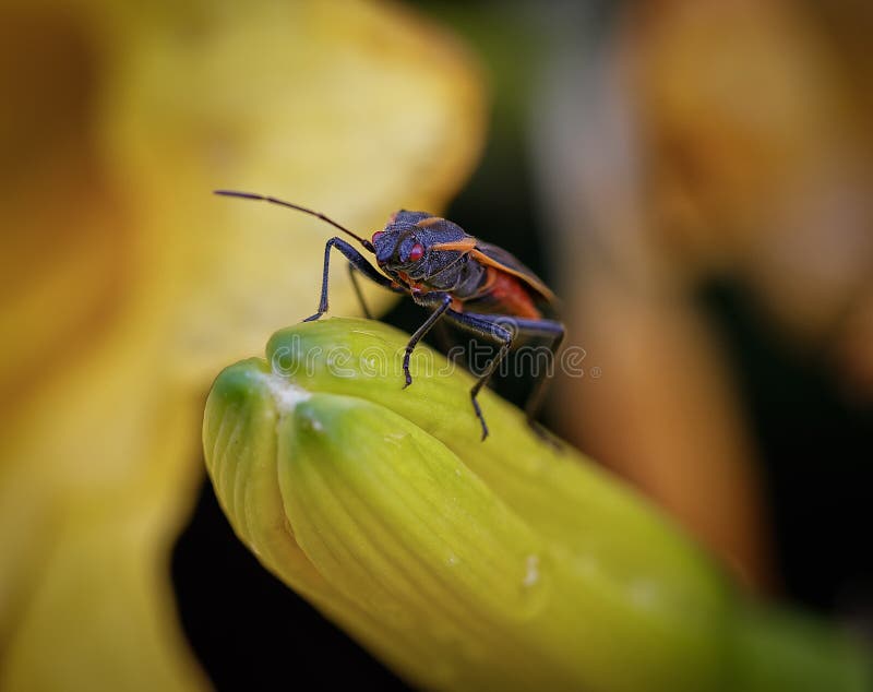 Staring Me Down stock image. Image of utah, fire, lily - 56118899