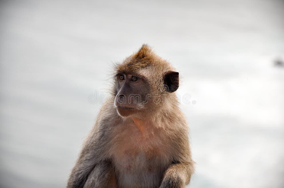 Staring monkey stock image. Image of alone, africa, cute - 86236103