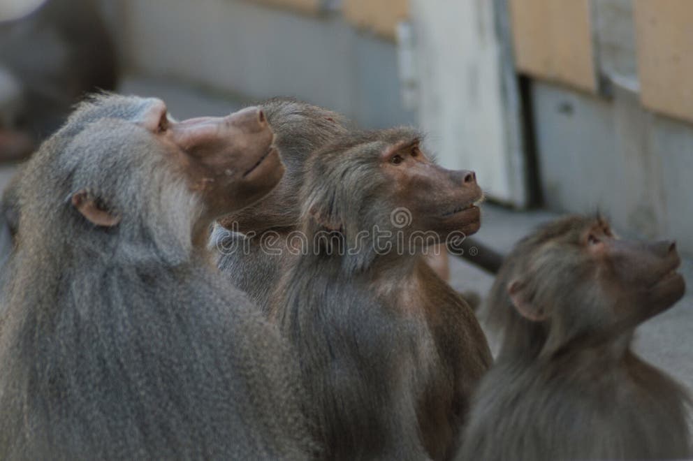 Staring Monkeys stock image. Image of staring, chimpanzee - 360215367