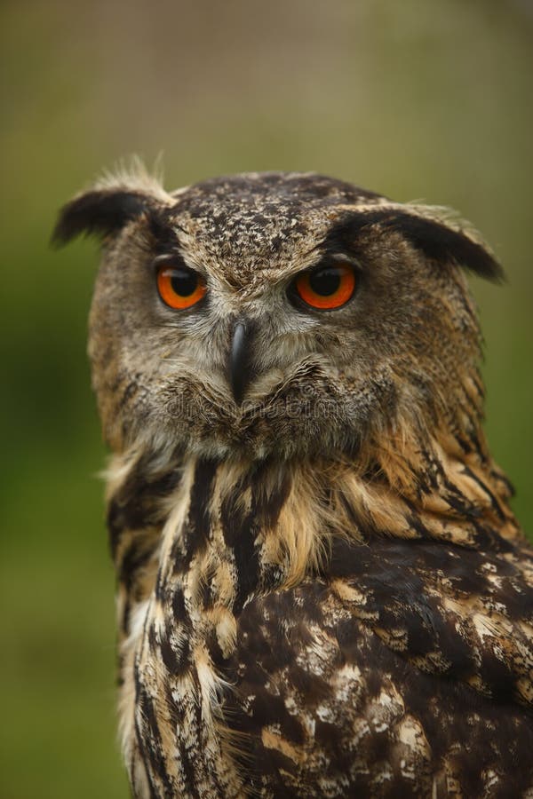 Squinting Owl Stock Photos - Free & Royalty-Free Stock Photos from ...