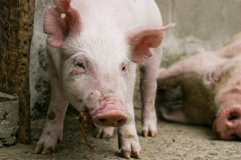 Staring Pig stock image. Image of young, horizontal, piglet - 13348087