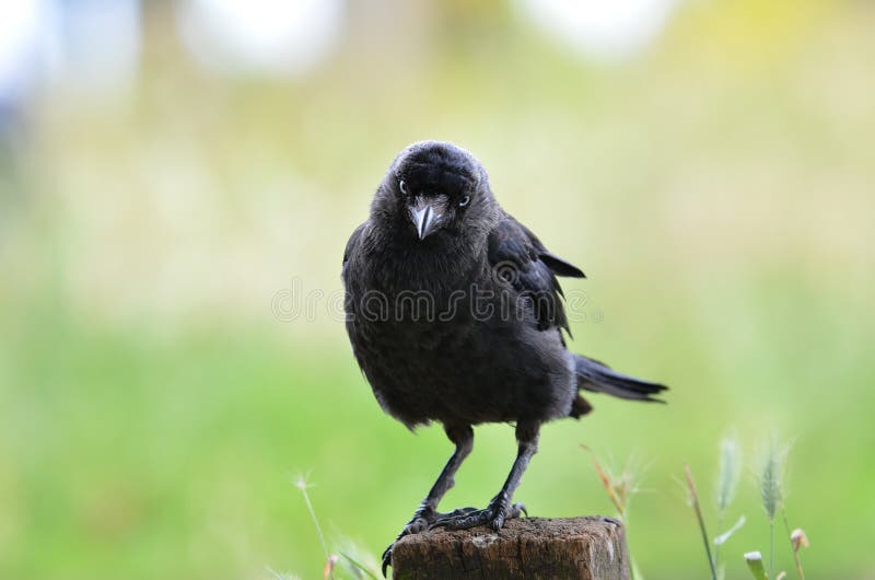 Staring Raven in Richmond Park Stock Photo - Image of daytime ...