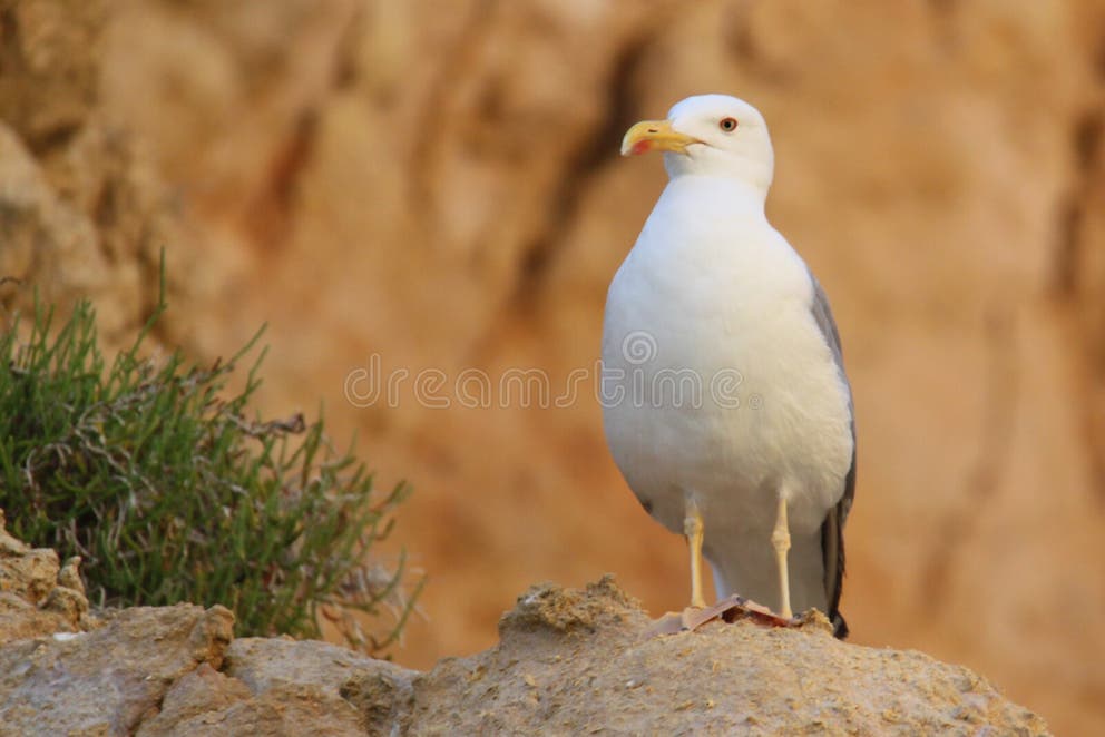 Staring Seagull stock image. Image of plants, birds, wildlife - 88228759
