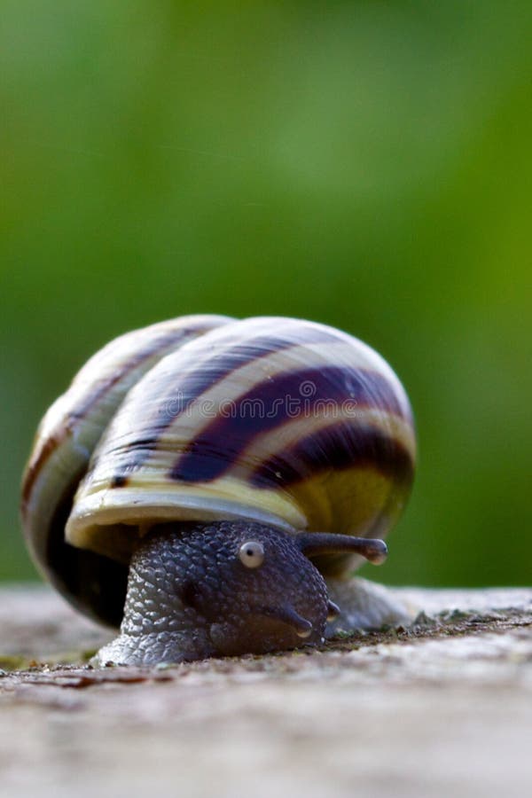 Staring snail. stock photo. Image of staring, insects - 48947912