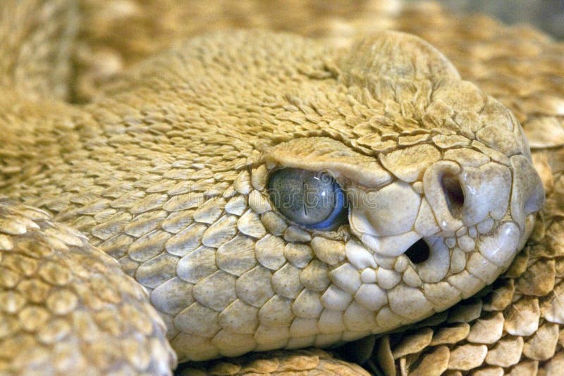 Staring Snake S Eye, Close-up Stock Photo - Image of zoology, alertness ...