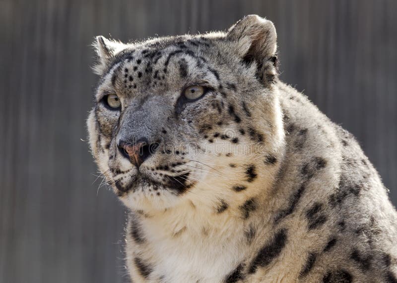 Staring snow leopard stock image. Image of face, mammal - 46911823