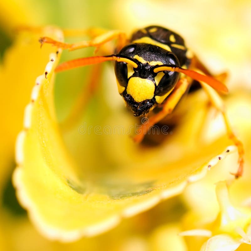 Staring wasp stock photo. Image of summer, danger, flower - 16424092