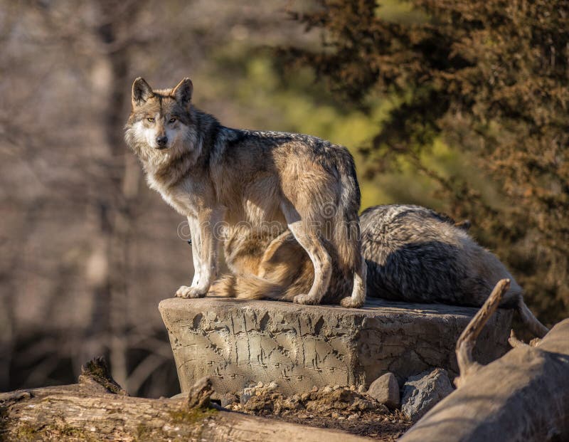 Staring Wolf at Brookfield Zoo Stock Image - Image of getaway ...