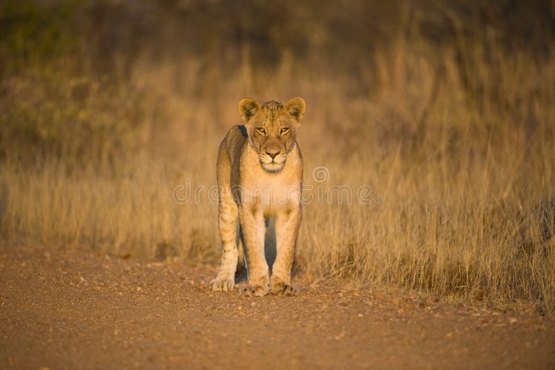 Staring young Lion stock photo. Image of africa, tourism - 11912128