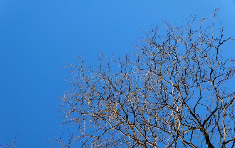 Stark Contrast Bare Branches Brilliant Blue Sky Stock Photos - Free ...