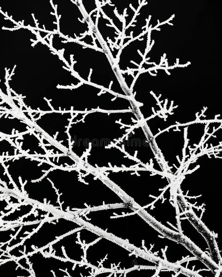 A Stark Contrast between the Stark Dark Branches and the White Frosted ...