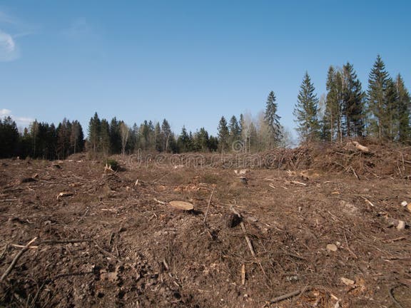A Stark and Desolate Deforested Landscape Characterized by Sparse Trees ...