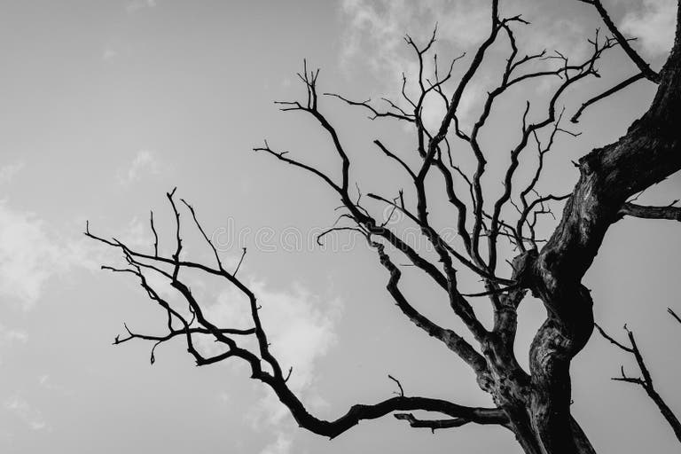 1,643 Leafless Tree Branches Cloudy Sky Landscape Stock Photos - Free ...