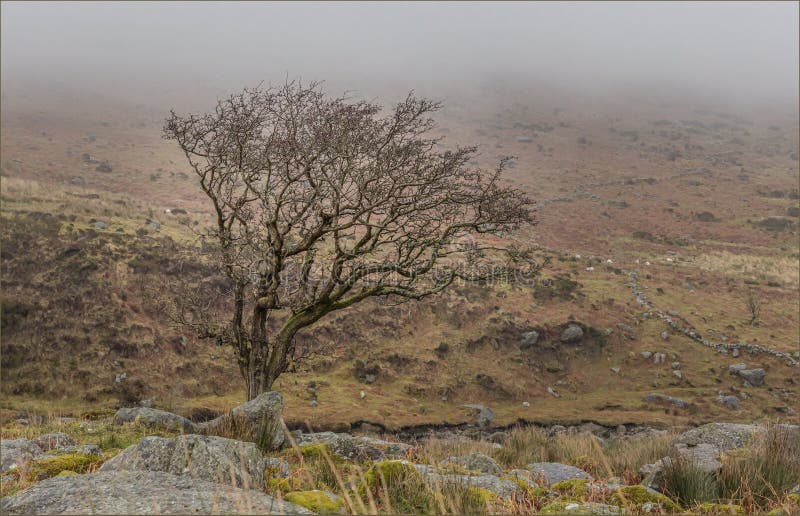 Stark Lone Tree in the Mist of Mizen Head Stock Image - Image of ...
