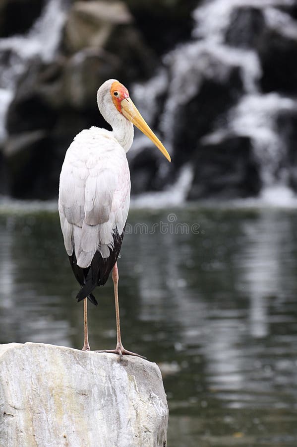 Stark stock photo. Image of beak, wildlife, aviary, park - 41274574
