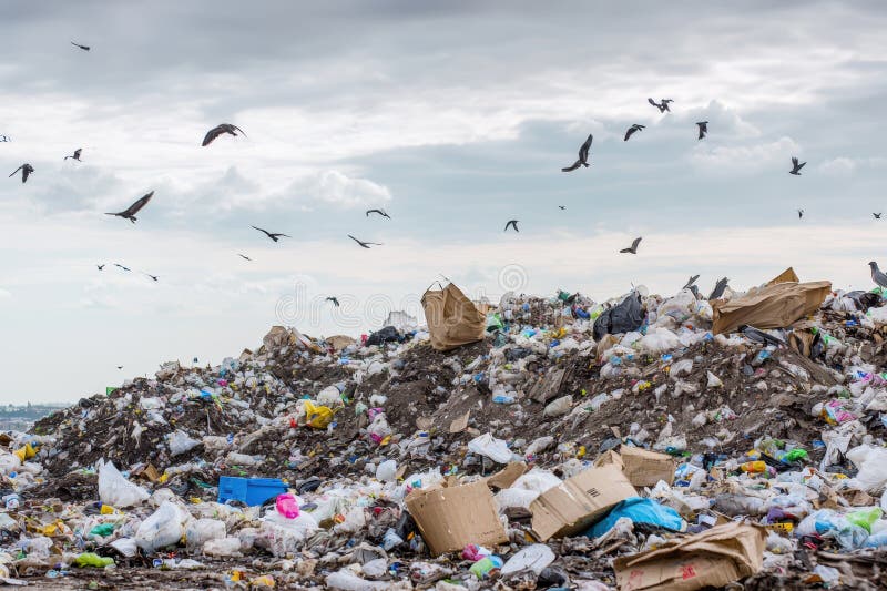 The Environmental Impact of Waste and Litter Accumulated in Urban Areas ...