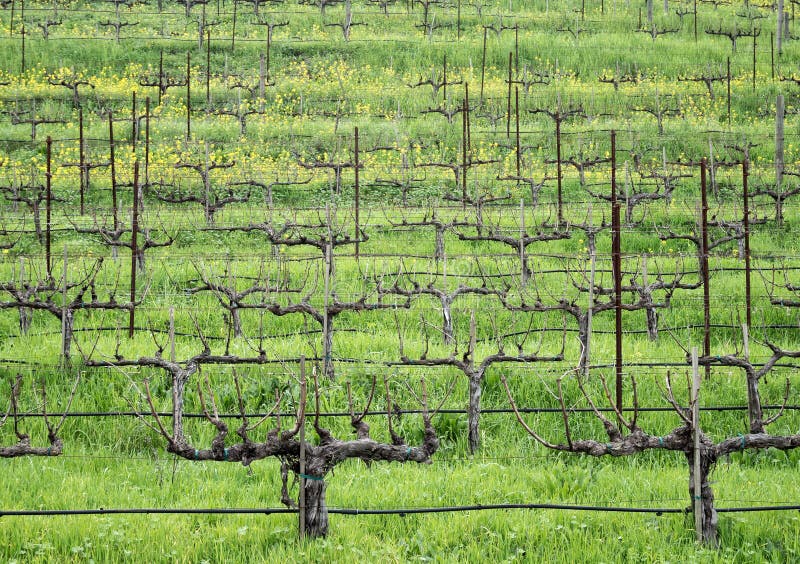 Stark Vineyard Rows in Winter Stock Photo - Image of grapevines ...