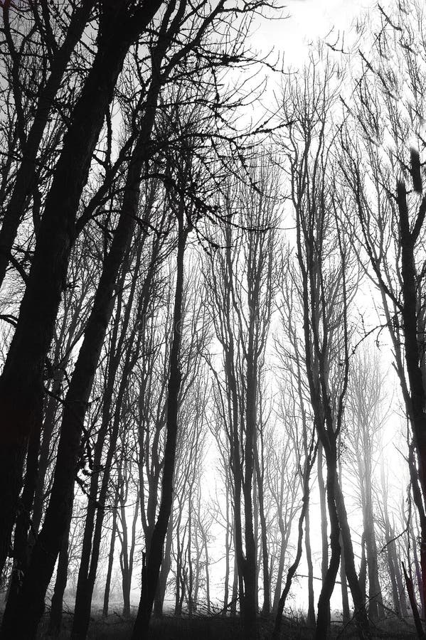 Stark Winter Trees stock photo. Image of ominous, seasonal - 15837540