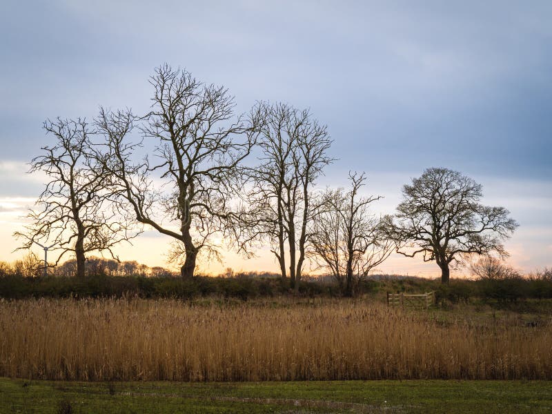 Stark Winter Trees in Low Afternoon Light Stock Photo - Image of reeds ...