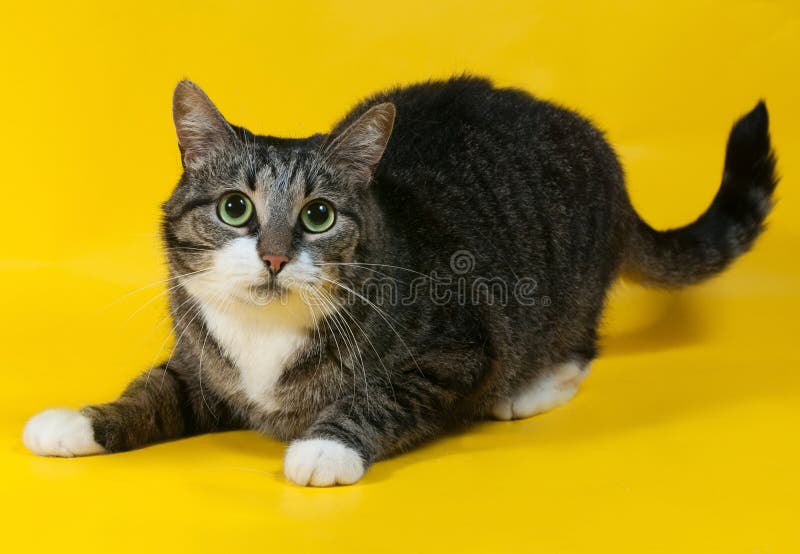 Eine Starke Gestreifte Katze Stockbild - Bild von katze, starke: 100635881