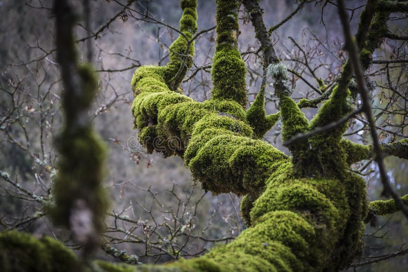 STARKES MOOS AUF BAUMAST stockfoto. Bild von holz, betrieb - 67890168