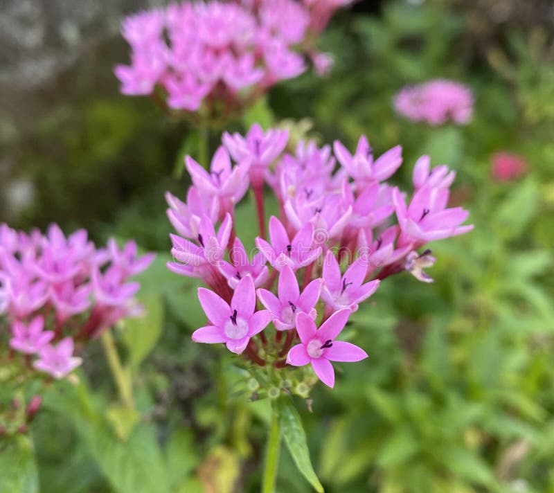 Starla Pink Star Flower with Blur Background Stock Photo - Image of ...