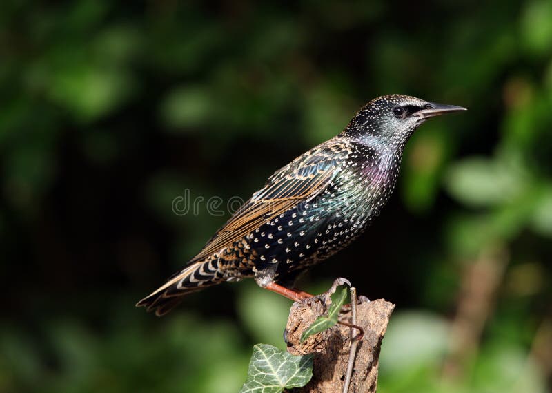 Starling stock image. Image of perched, green, feathers - 11708745