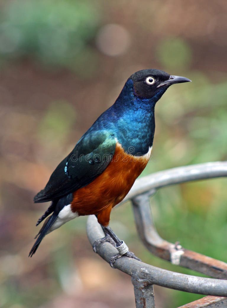 28,381 Bunice Starling Stock Photos - Free & Royalty-Free Stock Photos ...