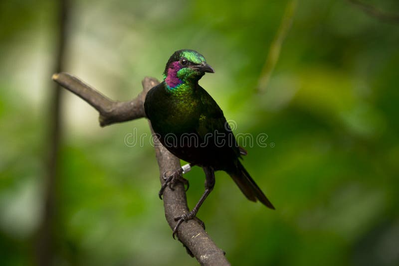 Green Starling stock photo. Image of beautiful, animal - 18535702